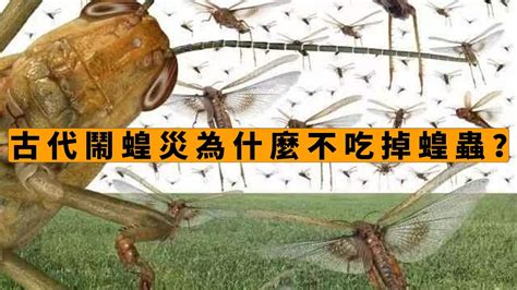 【話題暢聊室】古代鬧蝗災為什麼不吃掉蝗蟲？真實故事 話題 奇闻 Youtube