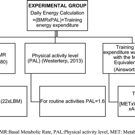 Experimental Group Daily Energy Calculation 1719 Bmr Basal