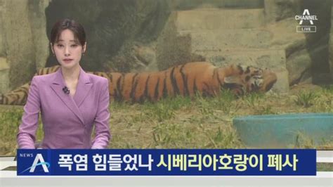 폭염 힘들었나…‘멸종 위기 1급 시베리아호랑이 폐사 Zum Tv