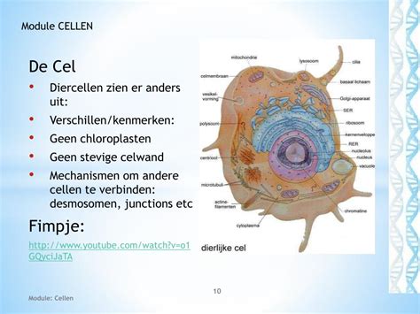Ppt Periode Ontwikkelingsbiologie En Moleculaire Biologie Rudolf