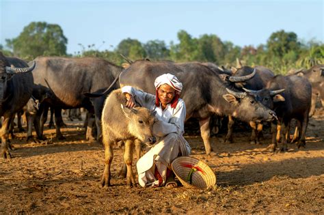 Farming Vietnam Photos Download The Best Free Farming Vietnam Stock