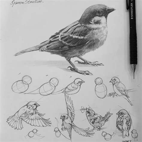 How To Draw Realistic Birds With Pencil