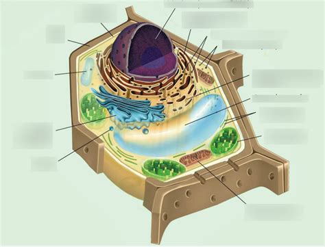 Plant Cell Diagram Quizlet