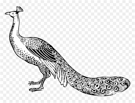 Bird Peafowl Black And White Feather Clip Art Peacock Black And White