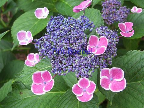 This Is Stunning Hydrangea Macrophylla Frau Reiko Gardening