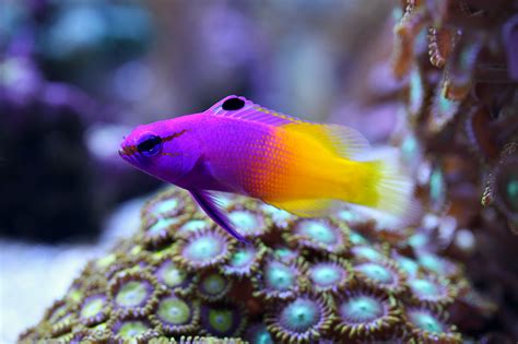 Category Pink Streaked Wrasse Lisas Reef