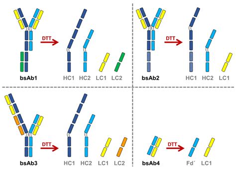 Antibody Extinction Coefficient 280 At Edward Padgett Blog