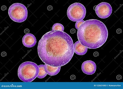 Cells Of A Human Thyroid Gland With Swelling Under A Microscope Stock