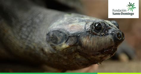 Protegemos la Tortuga Charapa Fundación Santo Domingo