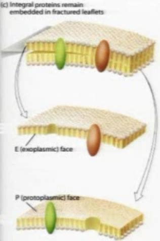 AP Bio Chapter Flashcards Quizlet