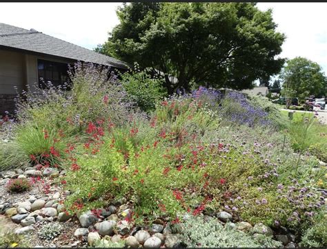 Pin By Felicity Holmes On Garden Front Yard Garden Front Yard Garden