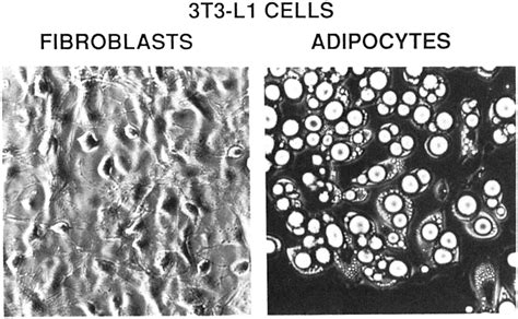 Phase Contrast Micrograph Of 3t3 L1 Cells Before And After