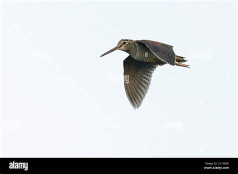 Eurasian Woodcock Scolopax Rusticola In Display Flight At Dusk