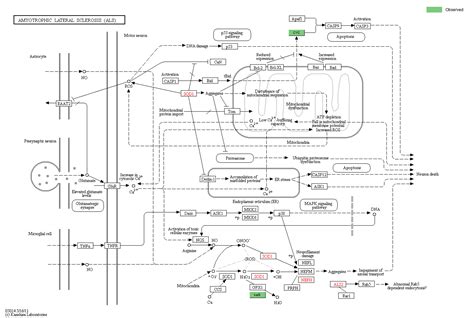 Kegg Pathway Amyotrophic Lateral Sclerosis Als Reference Pathway
