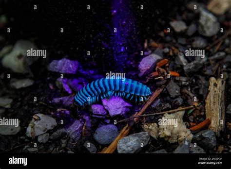 Ultraviolet Light Reveals Biofluorescence In The Flat Backed Millipede Cherokia Georgiana At