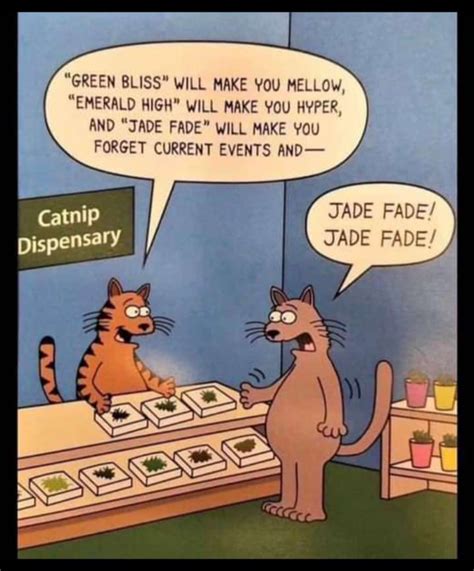 Catnip Dispensary Rcatmemes