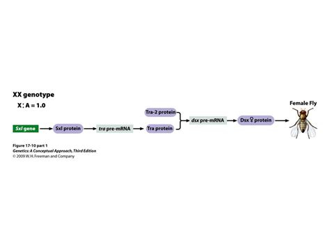 Genetics A Conceptual Approach © 2009 W H Freeman And Company Ppt