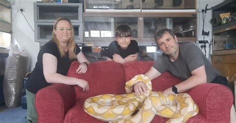 Fifth Python Discovered On Busy Road Just One Week After Monster 18ft