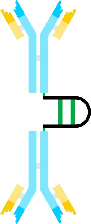 Antibody Class Switching Pathologia