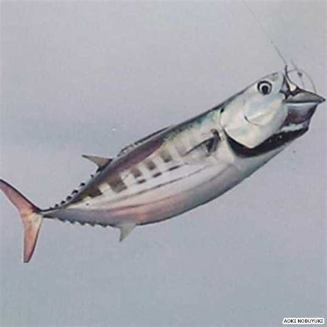 Umito