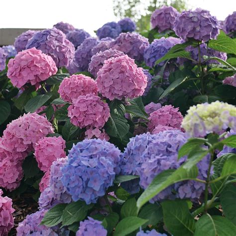 Hydrangea Care Your Guide To Success Flowerland