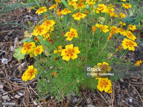 노란색과 주황색 색상의 꽃 머리가 있는 시그넷 메리골드 타게테스 테누이폴리아 0명에 대한 스톡 사진 및 기타 이미지 0명 10월 가을 Istock