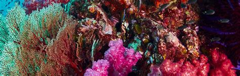 Coral Reefs The World Beneath The Waves Answers In Genesis