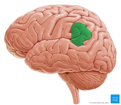 Angular Gyrus Anatomy Location And Clinical Points Kenhub