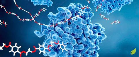 What Are Systemic Enzymes And How Do They Benefit Your Body