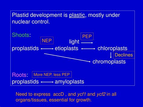 Ppt Regulation Of Chloroplast Gene Expression Powerpoint Presentation