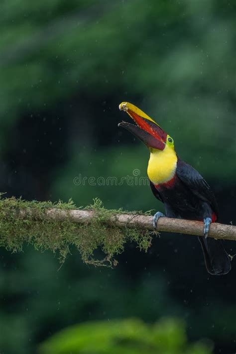 Keel Billed Toucan Ramphastos Sulfuratus Stock Image Image Of