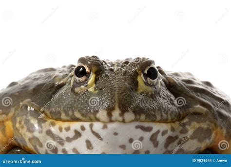Grenouille Africaine De Grenouille Mugissantelutin Photo Stock Image