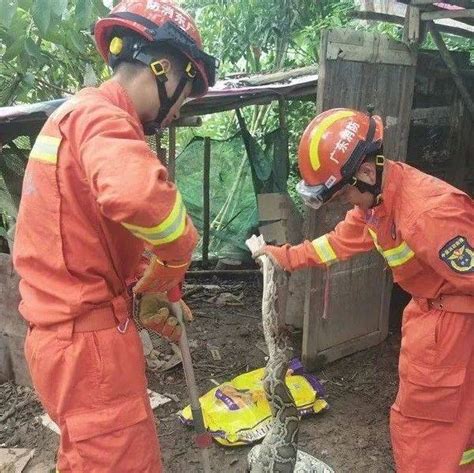 电白水东惊现30斤重大蟒蛇5名消防员出动抓捕 住户