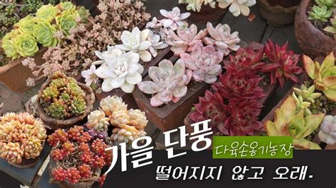 다육생활 ️봄까지 오 래 보는 붉은 다육이 단풍 이모습에 키우는데 Youtube