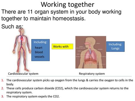 Ppt Body Organization Powerpoint Presentation Free Download Id5303522