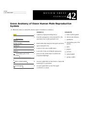 Study Guide On Gross Anatomy Of Human Reproductive Systems Course Hero