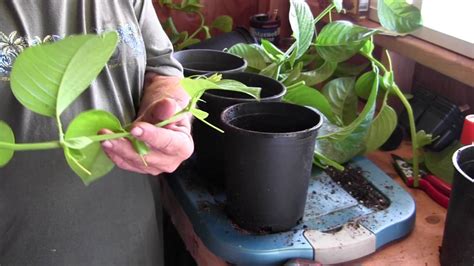 Propagation Giant Passion Fruit Youtube
