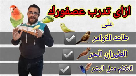 تدريب الطيور واساسيات الطيران الحر والتكلم مثل البشر Youtube