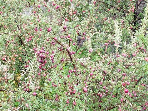 चमोली जिले के एप्पल मैन इंदर सिंह नेगी की कहानी ‌‌ Uttarakhand Samachar