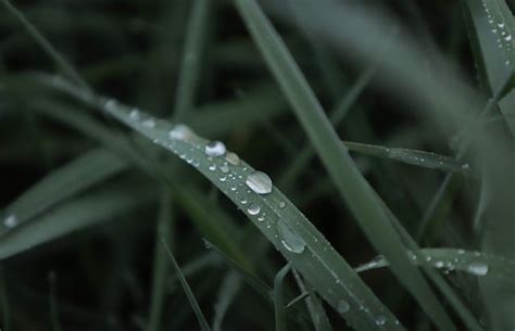 Grass Rain Nature Free Photo On Pixabay Pixabay
