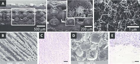 A Hierarchically Structured Scaffolds With Micro And Nano Features
