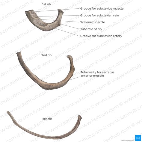 Ribs Anatomy True