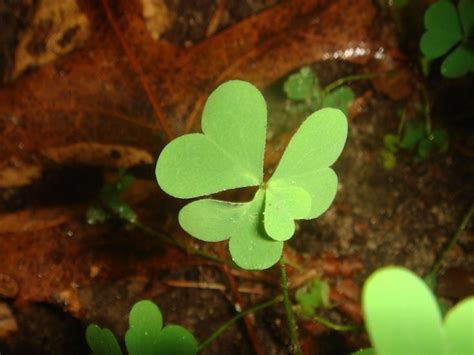 What The Four Leaf Clover Tells Us About Genetics And Luck
