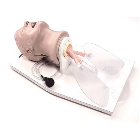 Airway Management Trainer Health Edco Training Model