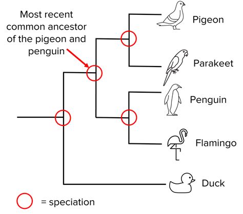Evolutionary Tree Uses At James Saavedra Blog