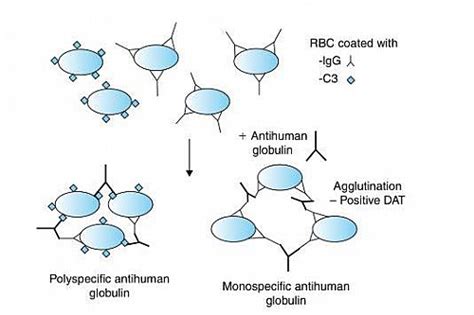 Direct Coombs Test Dct Test Direct Antiglobulin Test Dat Blood