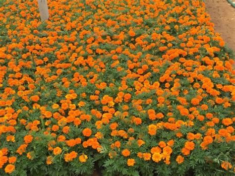 地被菊种子购买应该怎么选种植如何种植 花海建设 长景园林网