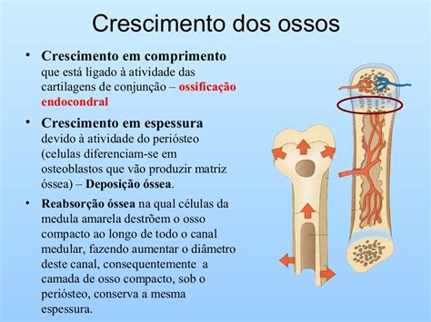 Sistema Ósseo