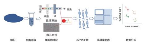 高通量单细胞转录组测序发展与展望