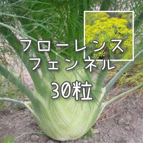 【フローレンスフェンネルのタネ】30粒 種子 種 ハーブ ウイキョウ By メルカリ